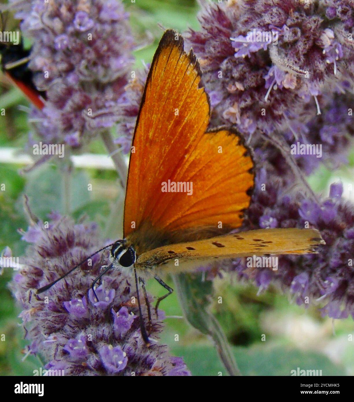 Scarce Copper (Lycaena virgaureae) Insecta Stock Photo - Alamy
