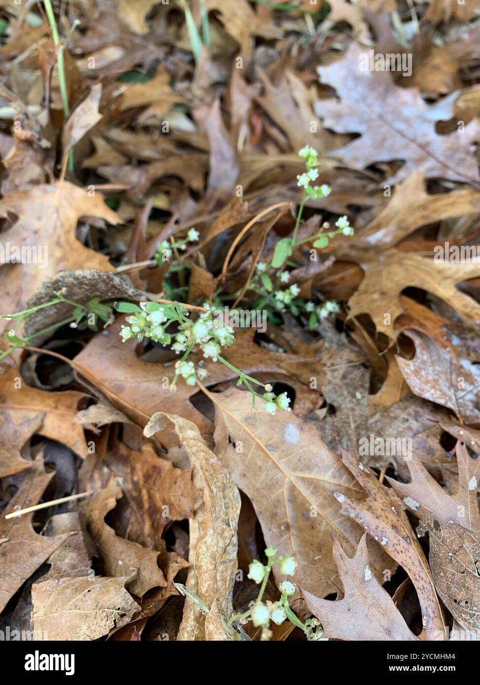 Santa Maria feverfew (Parthenium hysterophorus) Plantae Stock Photo - Alamy