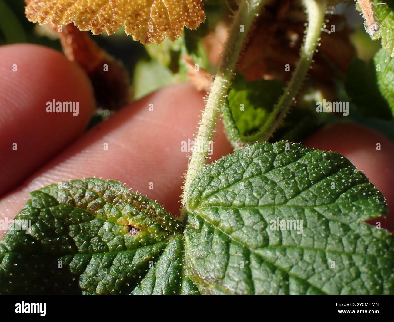 sticky currant (Ribes viscosissimum) Plantae Stock Photo - Alamy