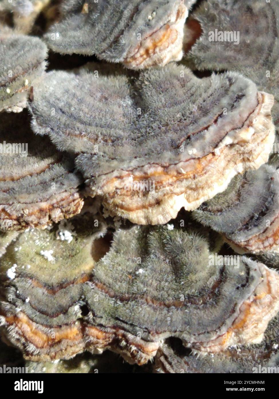 turkey-tail (Trametes versicolor) Fungi Stock Photo - Alamy