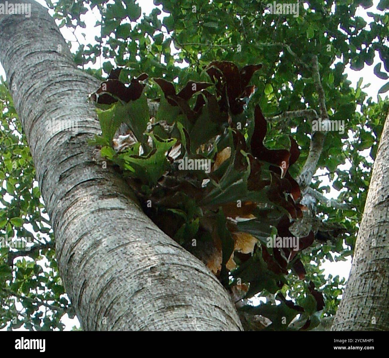 triangle staghorn fern (Platycerium stemaria) Plantae Stock Photo - Alamy