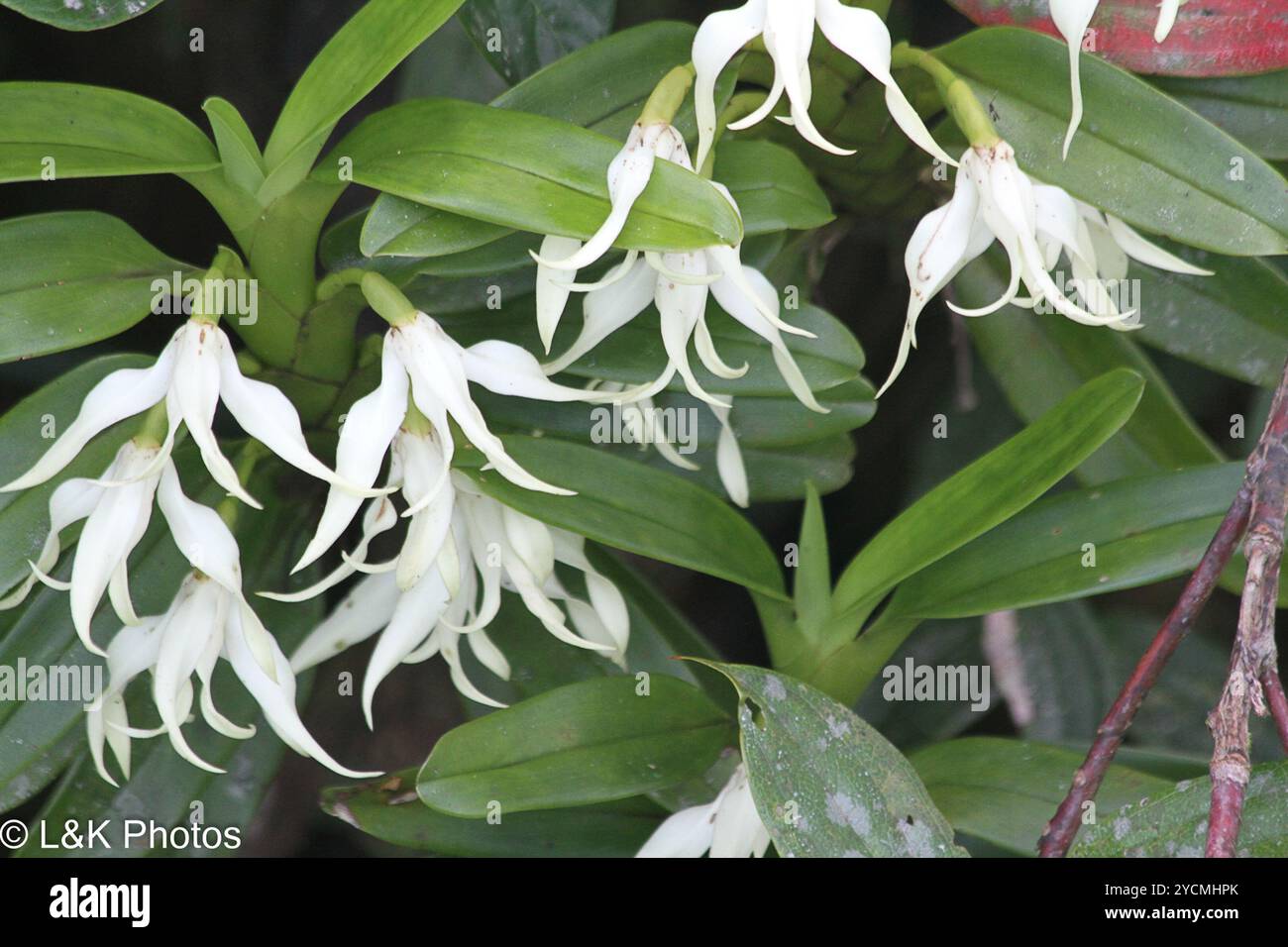 (Maxillaria inaudita) Plantae Stock Photo - Alamy