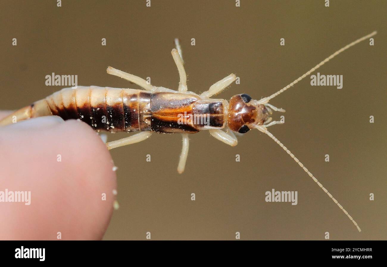 Shore Earwig (Labidura riparia) Insecta Stock Photo - Alamy
