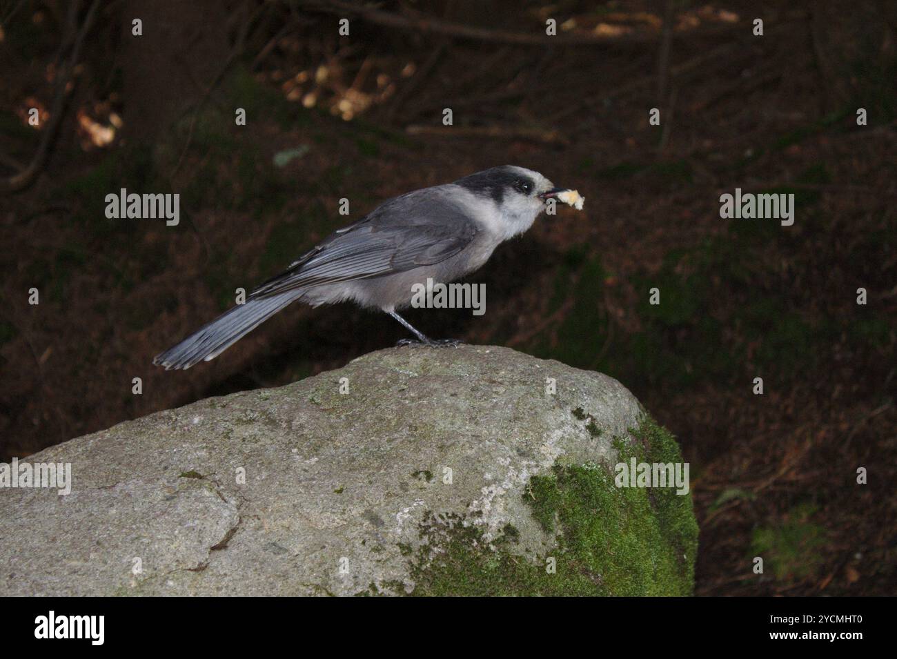 Canada Jay (Perisoreus canadensis) Aves Stock Photo - Alamy