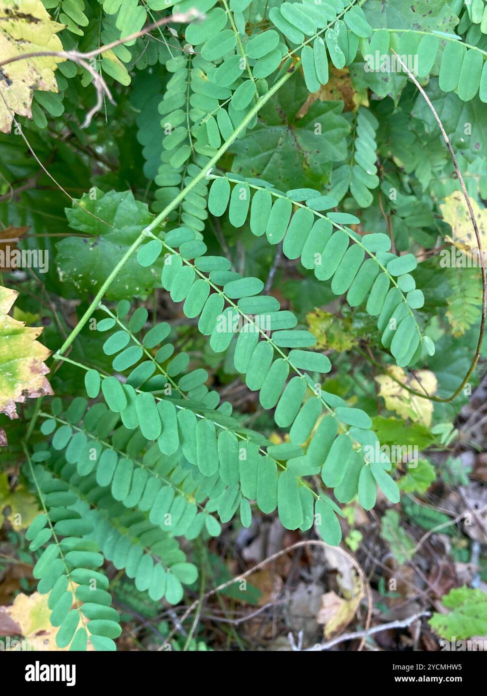 rosary pea (Abrus precatorius) Plantae Stock Photo - Alamy