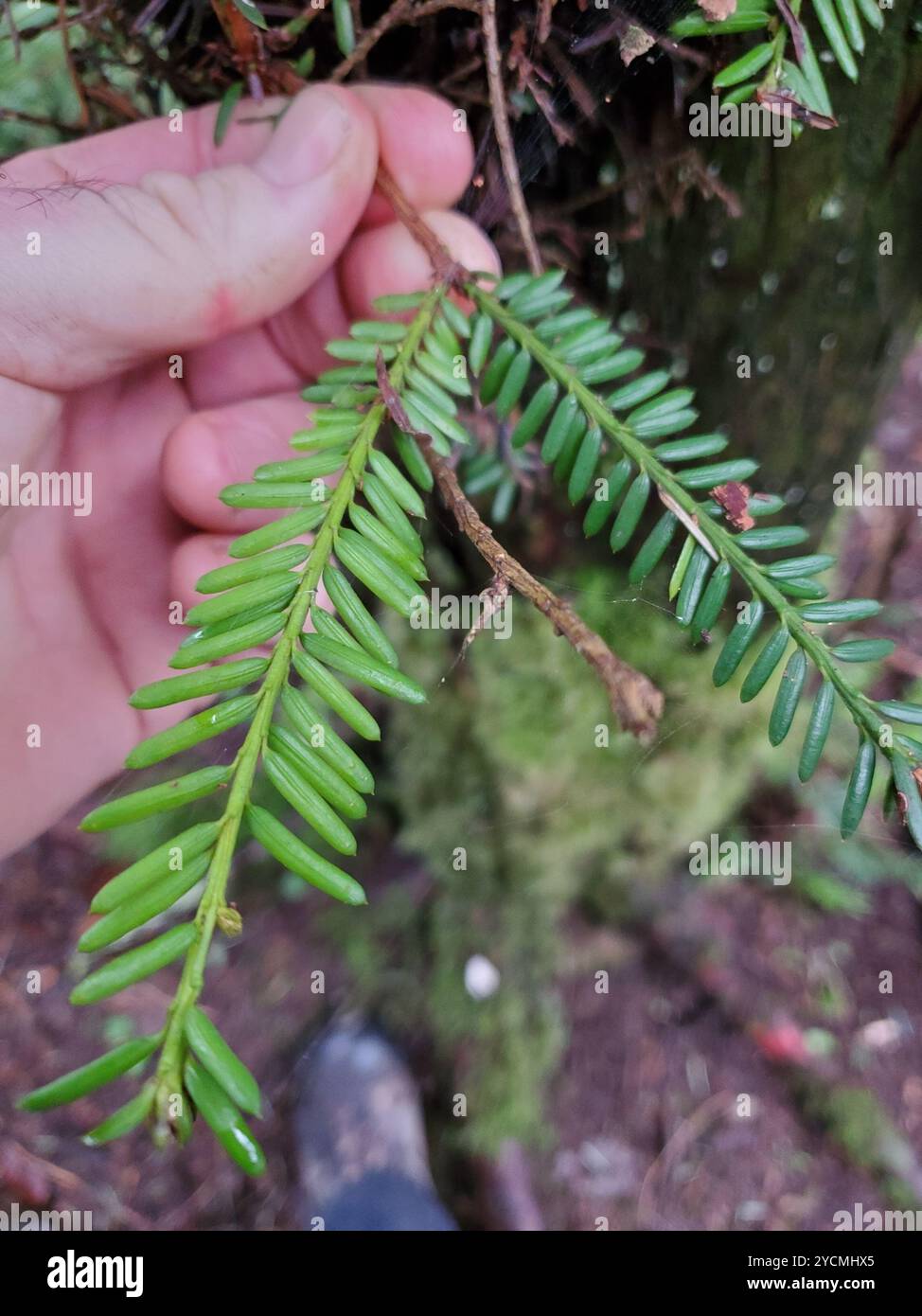 Pacific yew (Taxus brevifolia) Plantae Stock Photo - Alamy