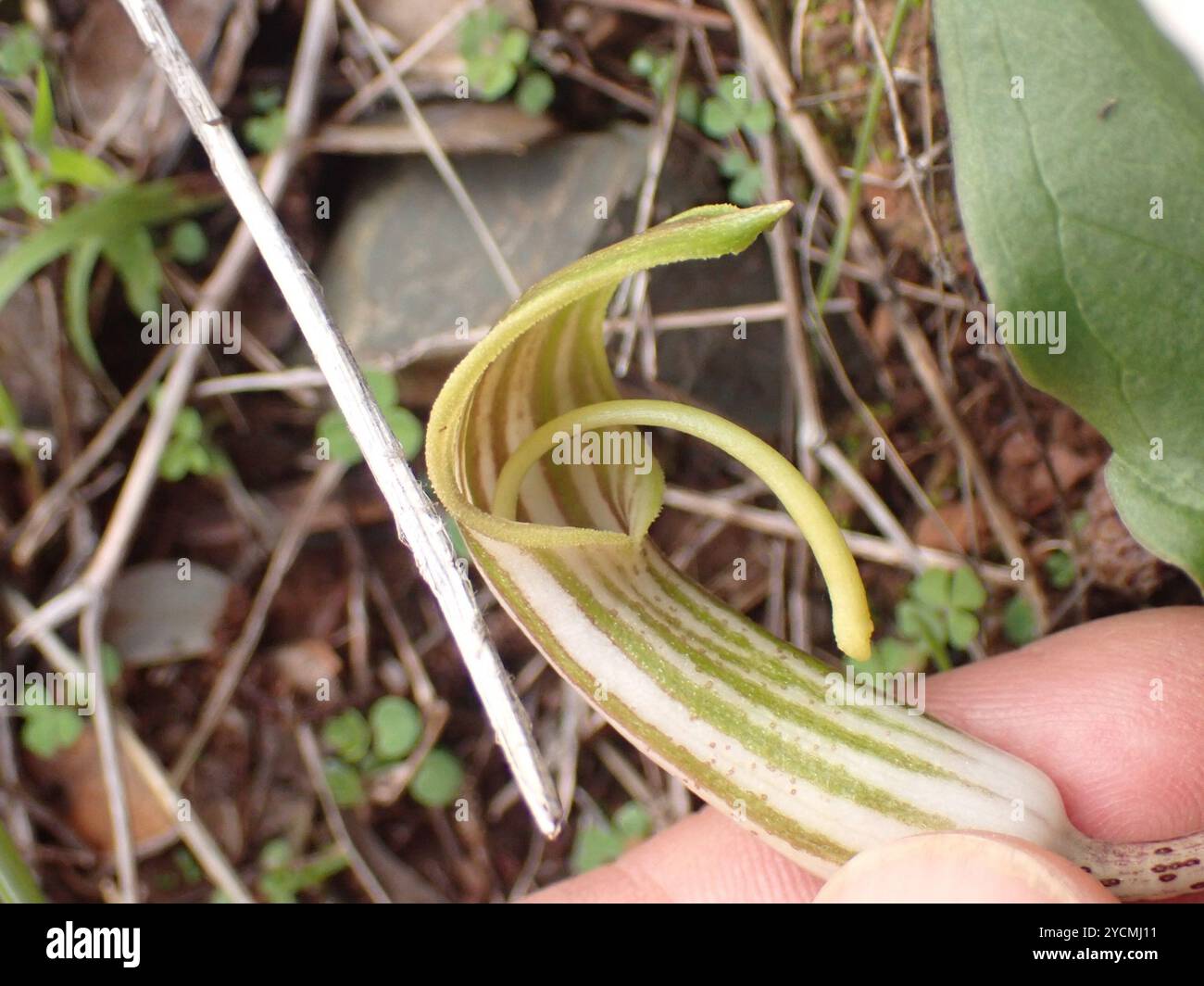 Friar's-cowl (Arisarum vulgare) Plantae Stock Photo - Alamy