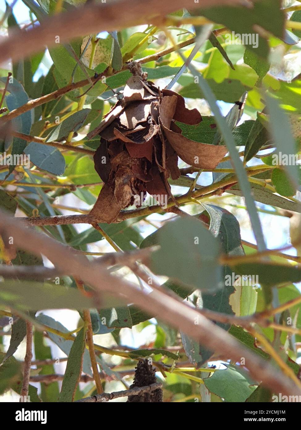 Common Leaf Case Moth (Hyalarcta huebneri) Insecta Stock Photo - Alamy