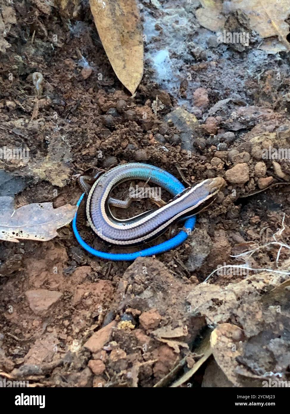 Plestiodon gilberti hi-res stock photography and images - Alamy