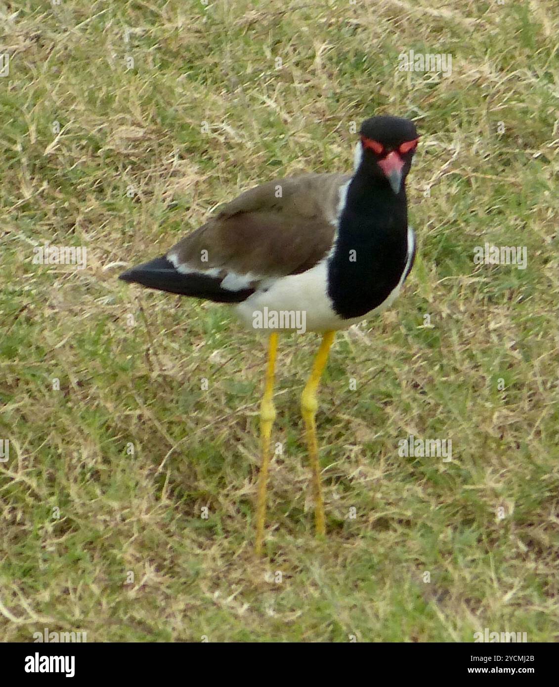 Red-wattled Lapwing (Vanellus indicus) Aves Stock Photo - Alamy