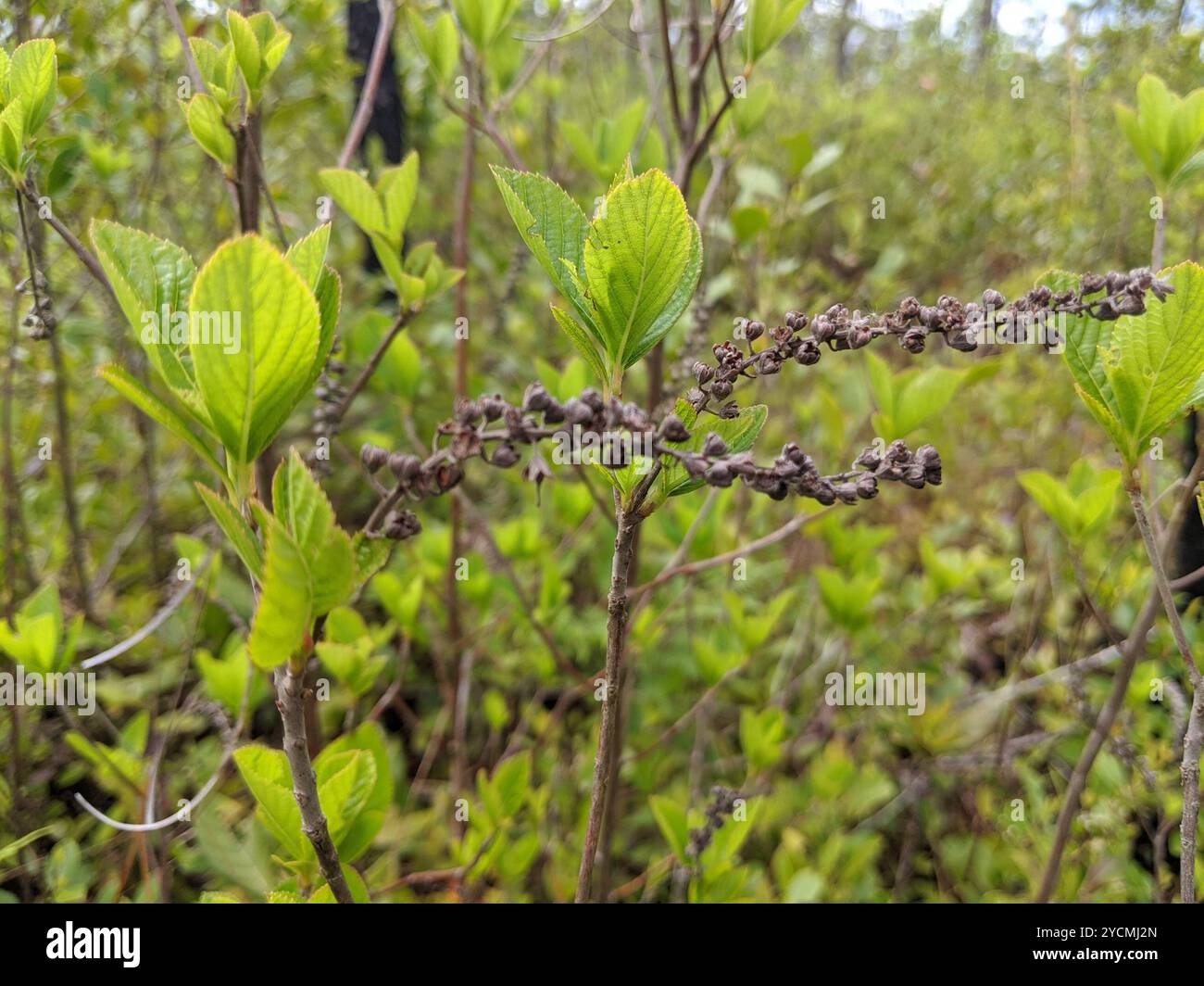 Sweet Pepperbush (Clethra alnifolia) Plantae Stock Photo - Alamy
