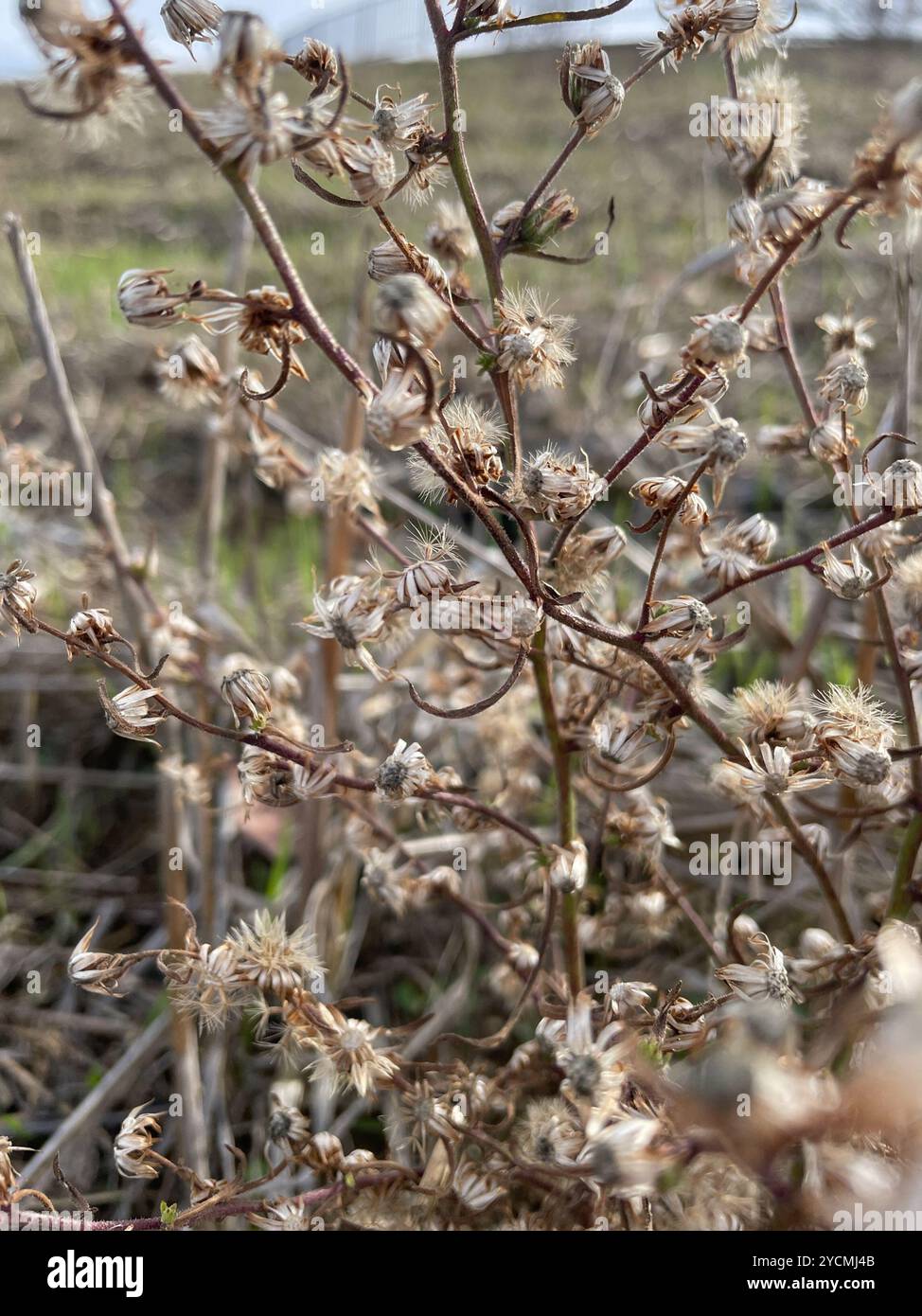 Stinkwort (Dittrichia graveolens) Plantae Stock Photo - Alamy