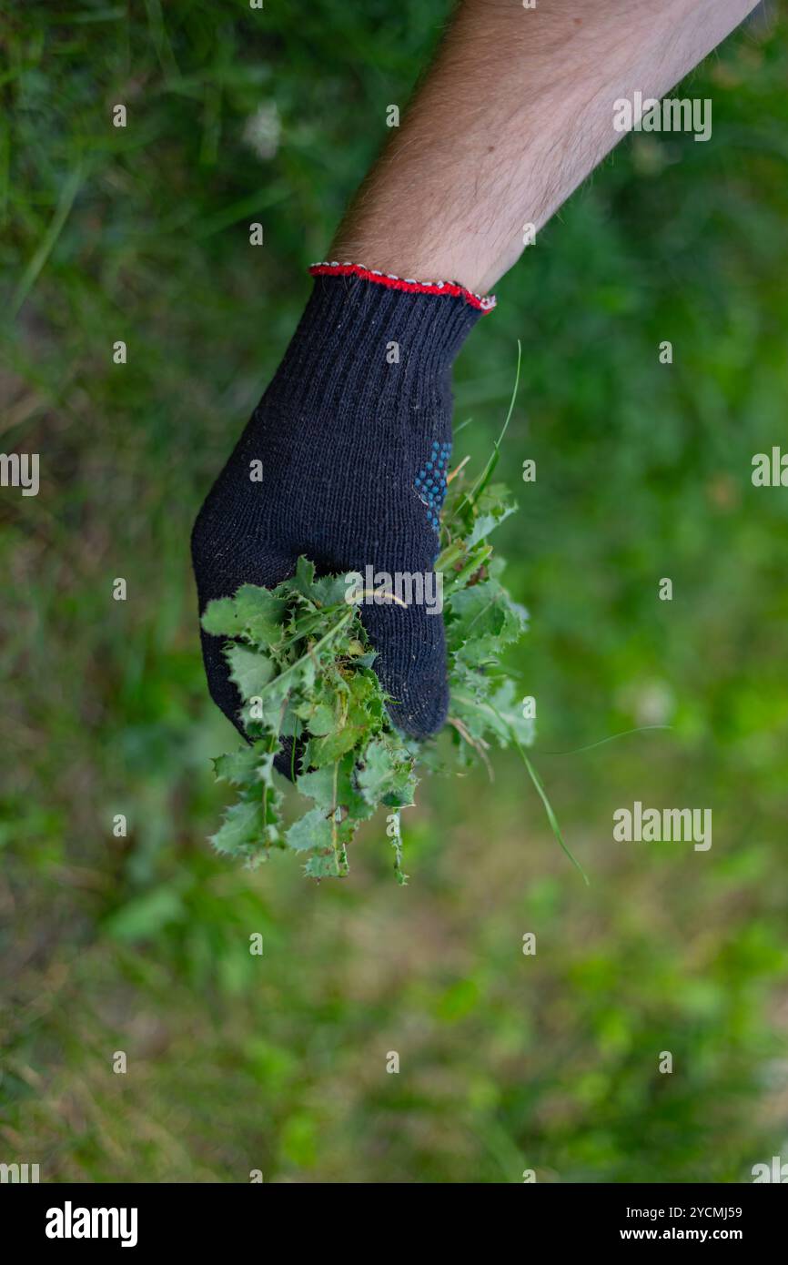 Hand in black glove pulling weeds from garden with green grass in ...