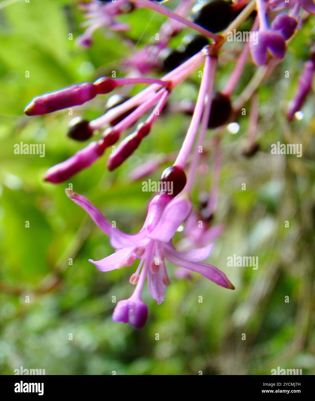 flowering plants (Angiospermae) Plantae Stock Photo - Alamy