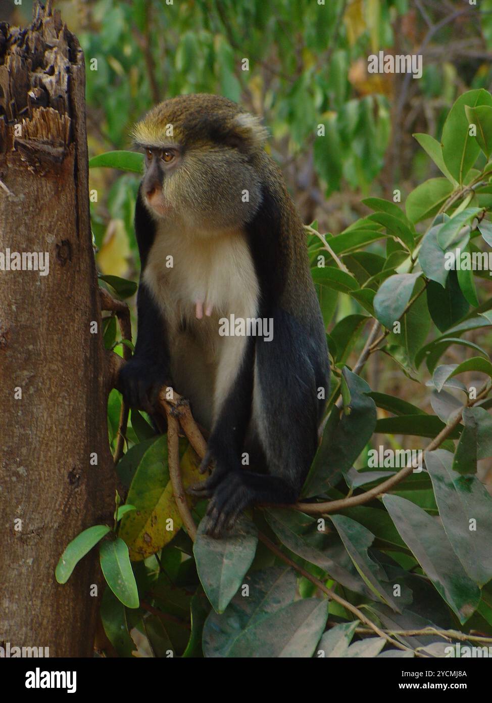 Mona monkey cercopithecus mona hi-res stock photography and images - Alamy