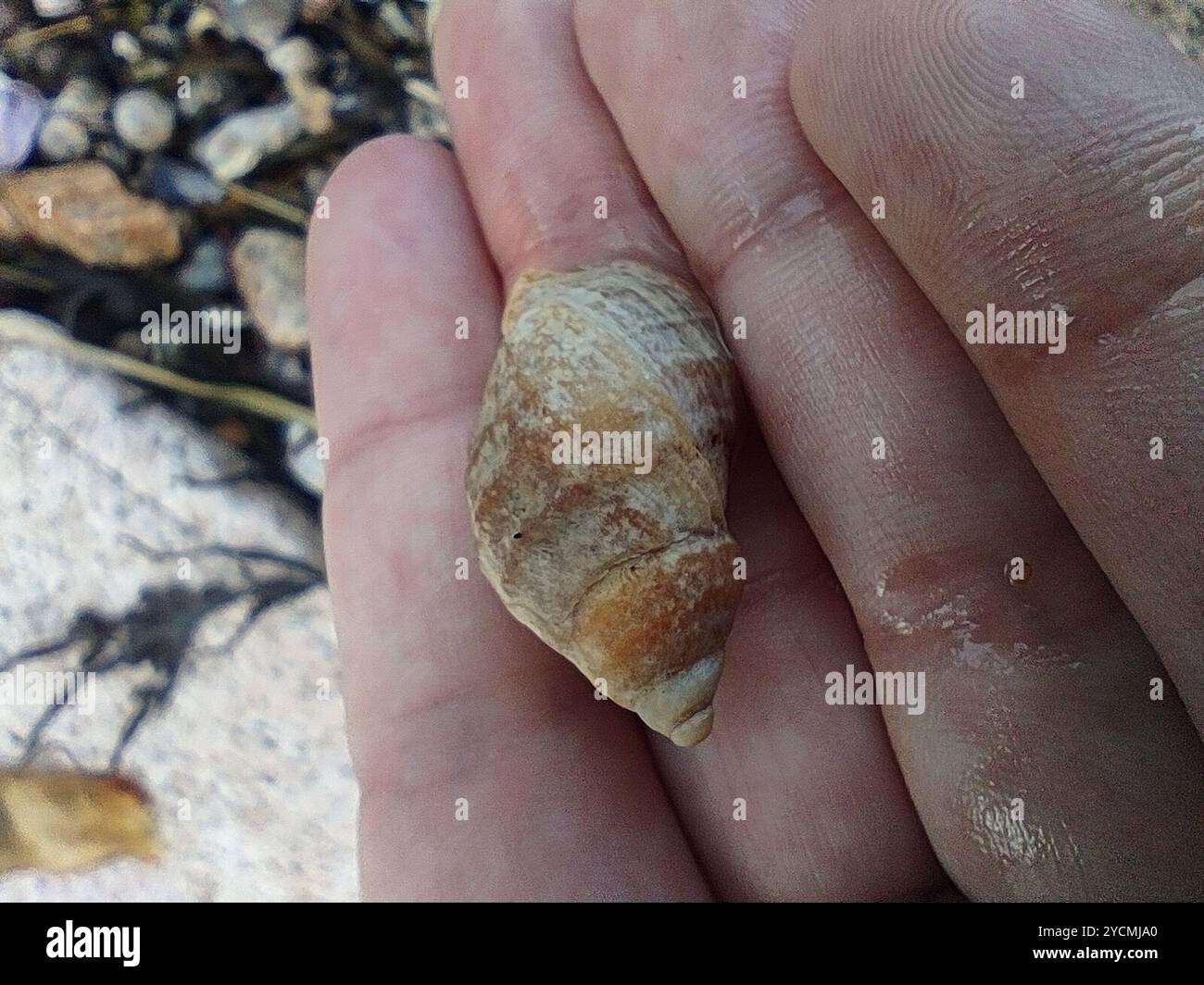 Atlantic Dogwhelk (Nucella lapillus) Mollusca Stock Photo - Alamy