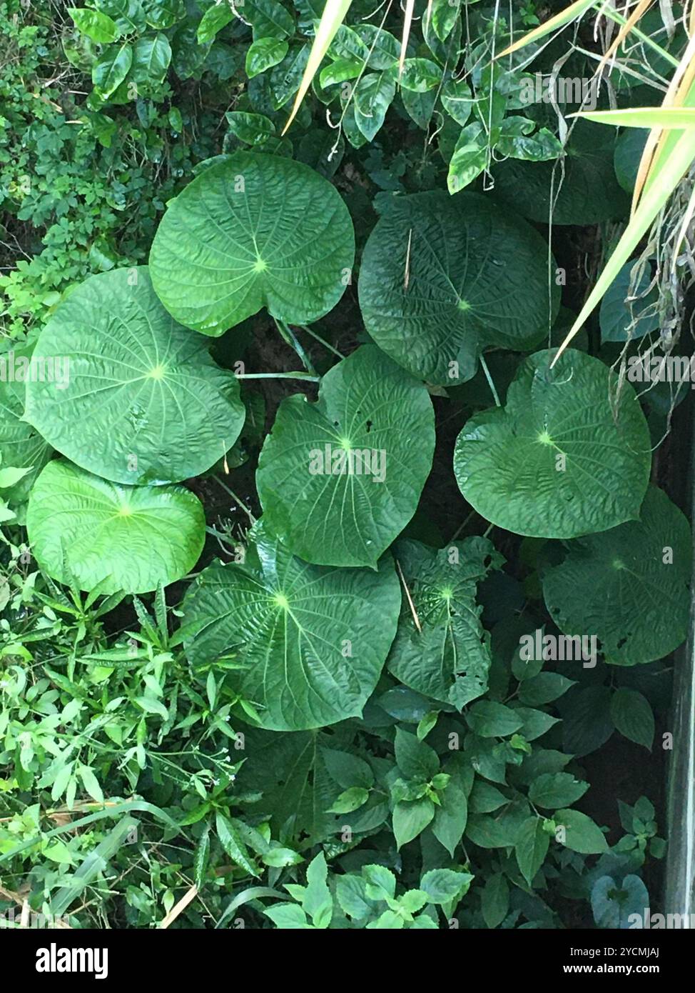 pariparoba (Piper peltatum) Plantae Stock Photo - Alamy