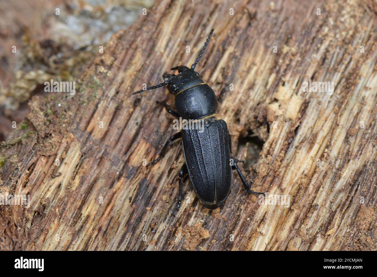 Black Longicorn Beetle (Spondylis buprestoides) Insecta Stock Photo - Alamy