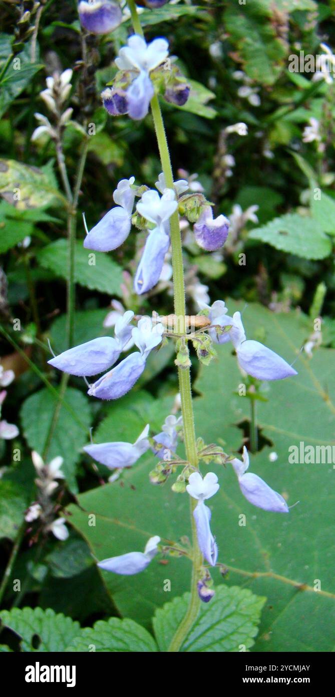 Hullworts (Coleus) Plantae Stock Photo - Alamy