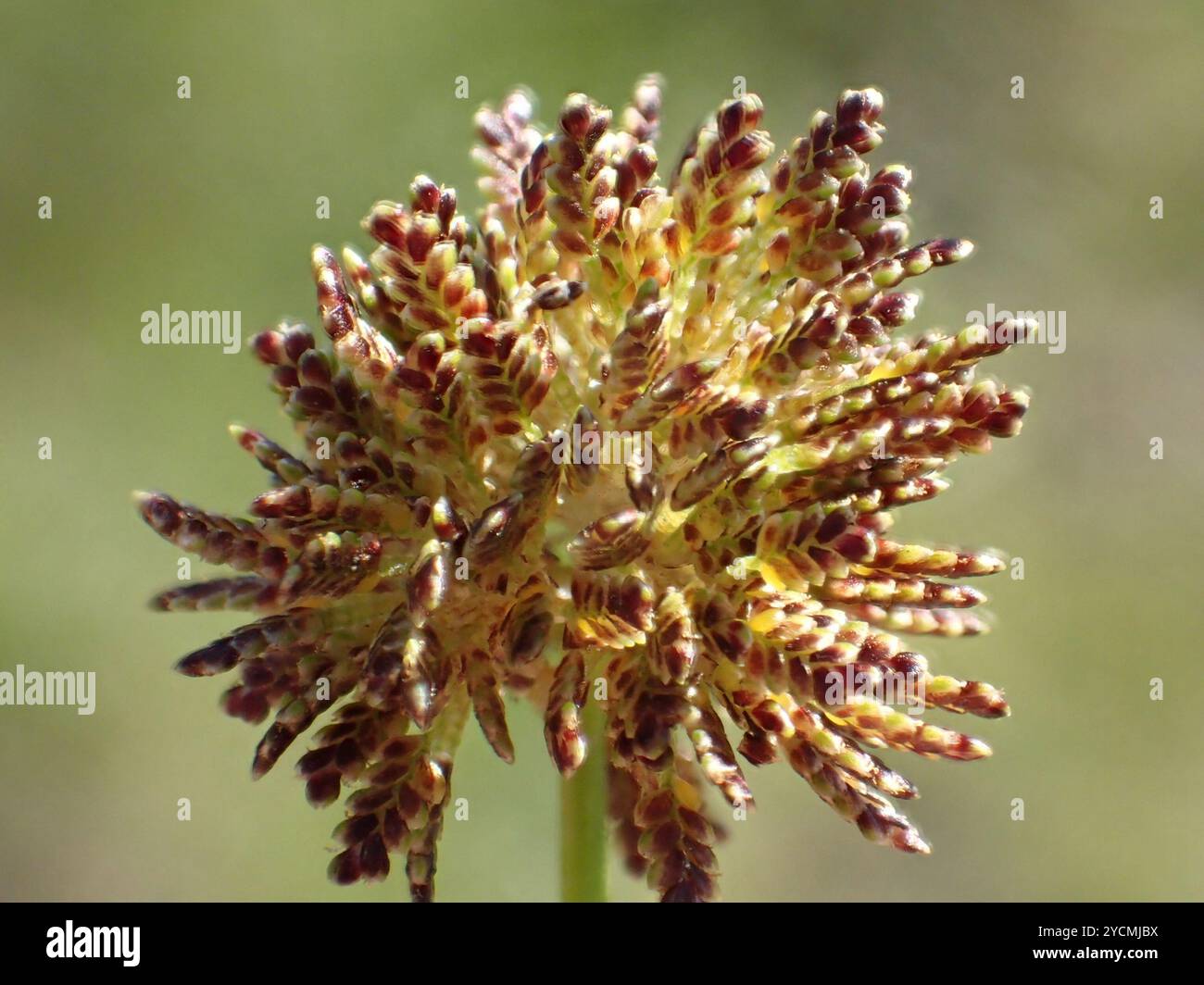 Variable Flatsedge (Cyperus difformis) Plantae Stock Photo - Alamy