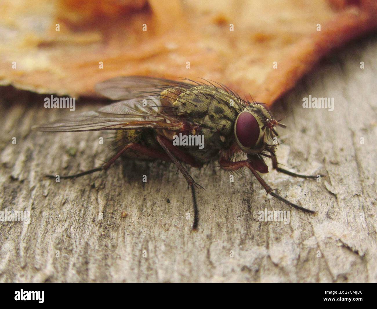 (Phaonia valida) Insecta Stock Photo - Alamy