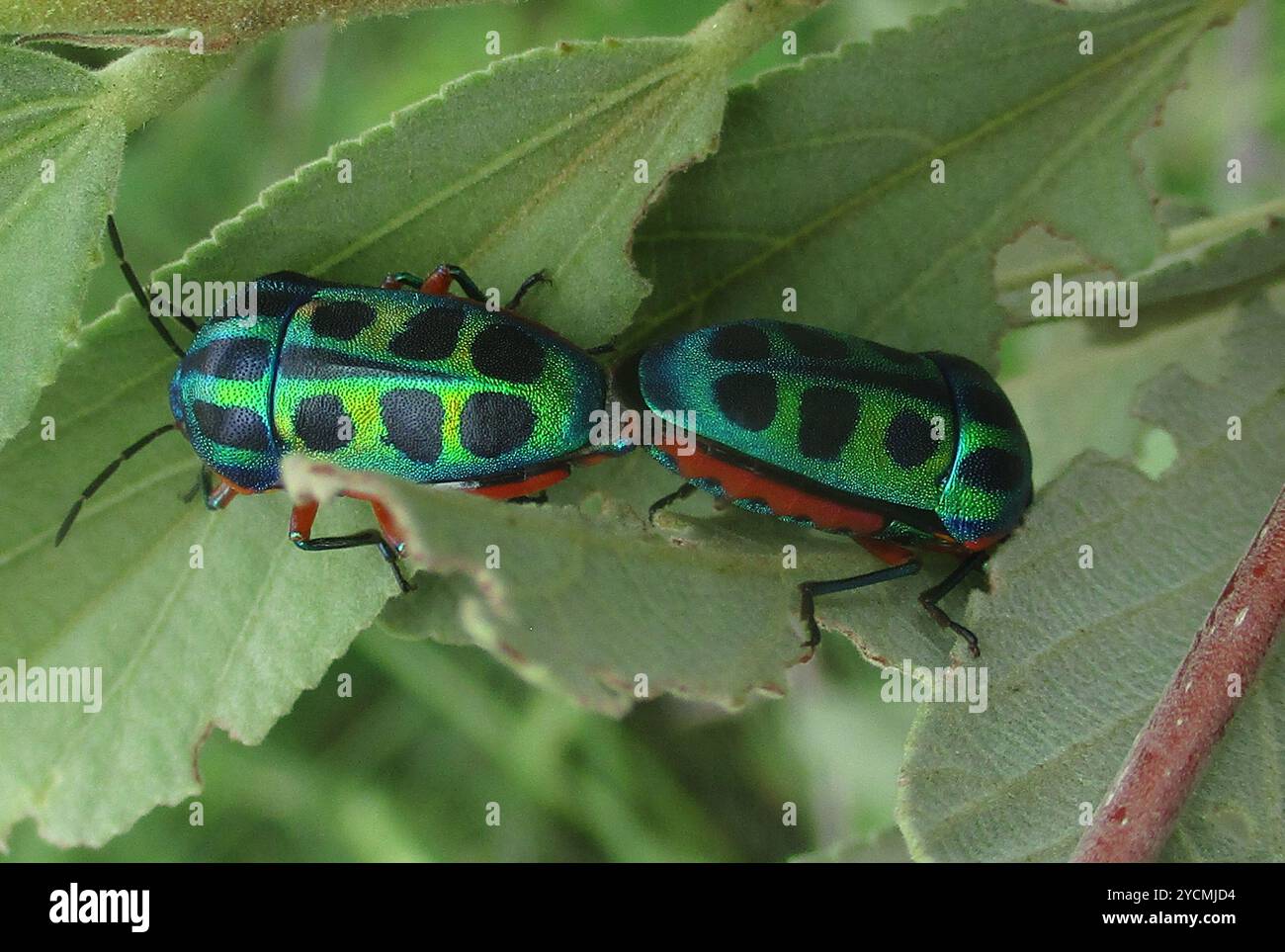 Rainbow shield bug hi-res stock photography and images - Alamy