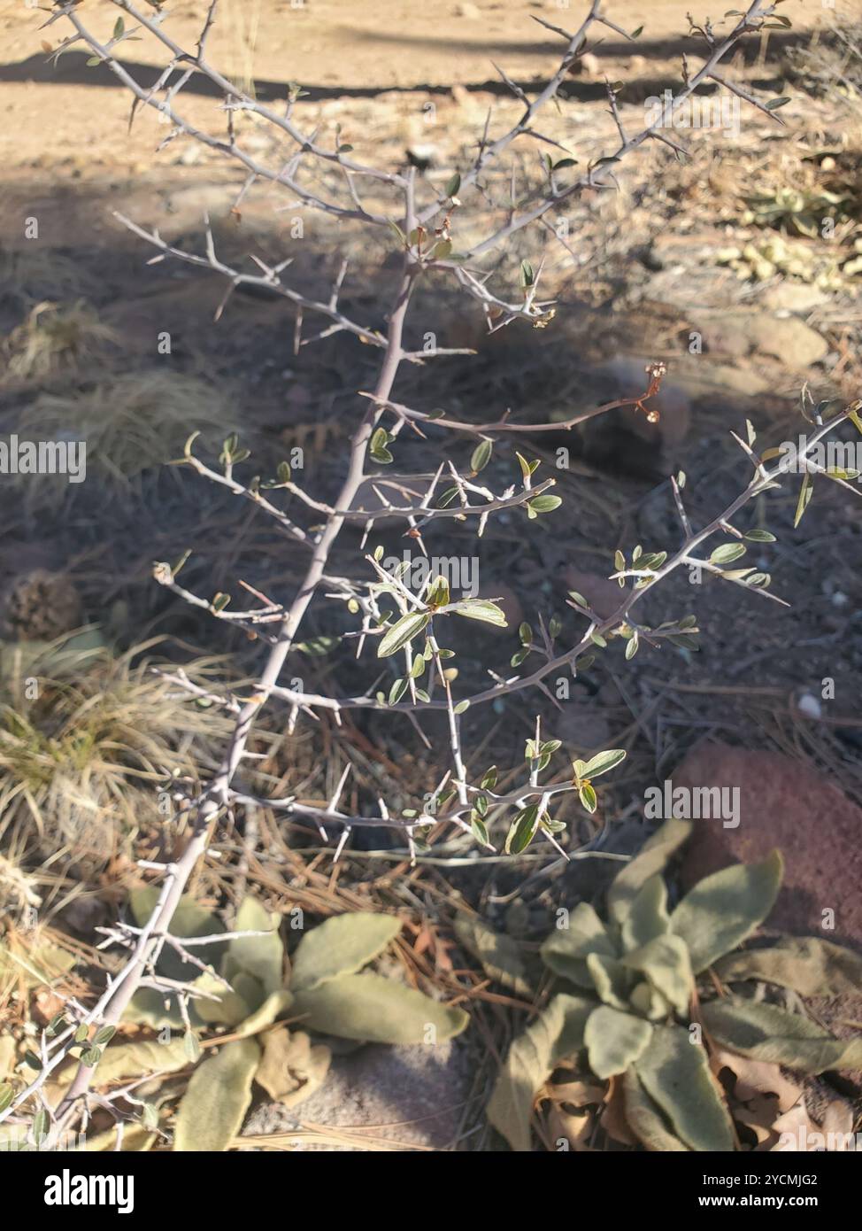 buckthorn family (Rhamnaceae) Plantae Stock Photo - Alamy