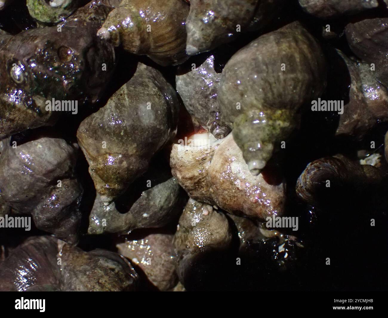 Frilled Dogwinkle (Nucella lamellosa) Mollusca Stock Photo - Alamy