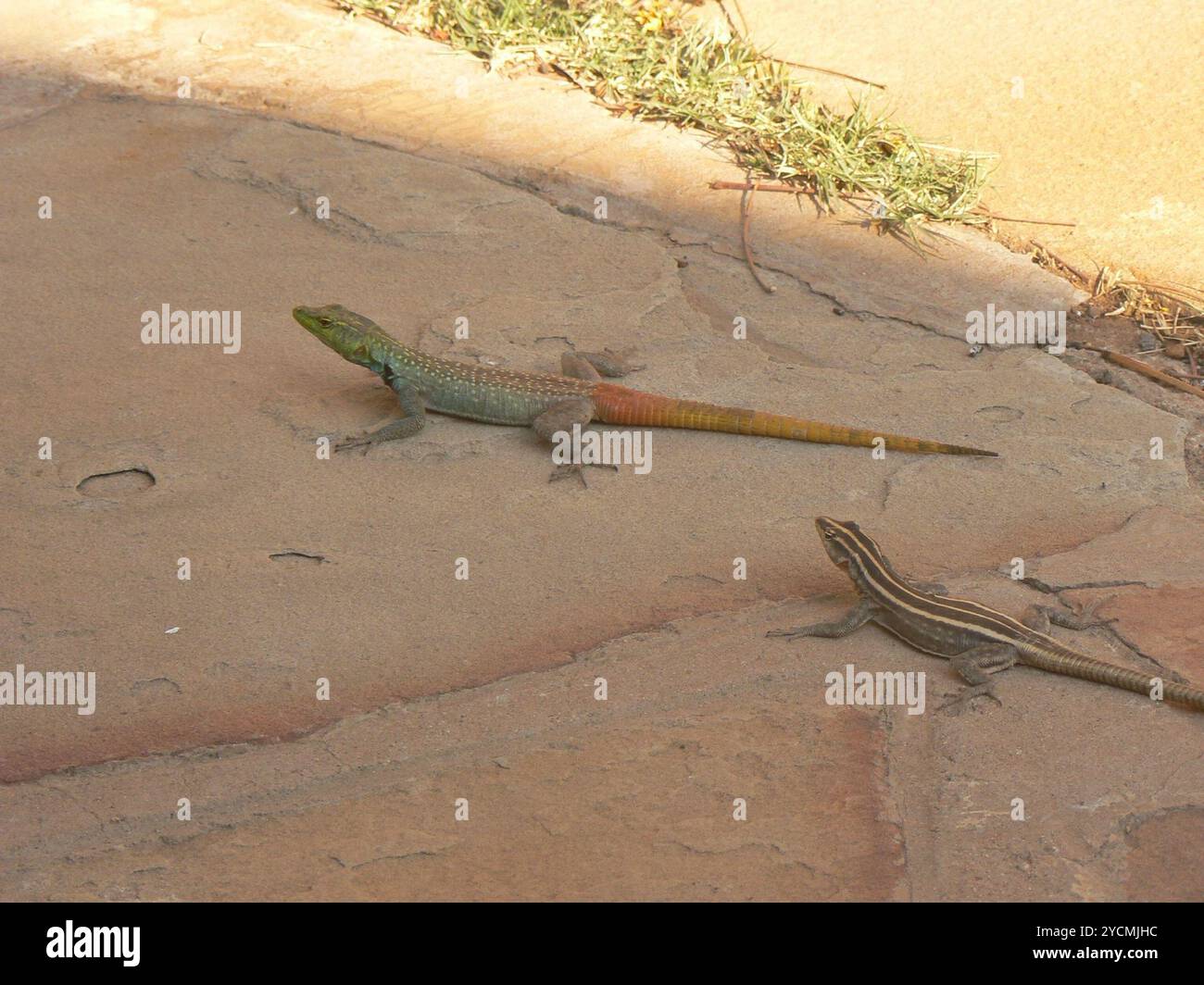 Zimbabwe Flat Lizard (Platysaurus intermedius rhodesianus) Reptilia ...