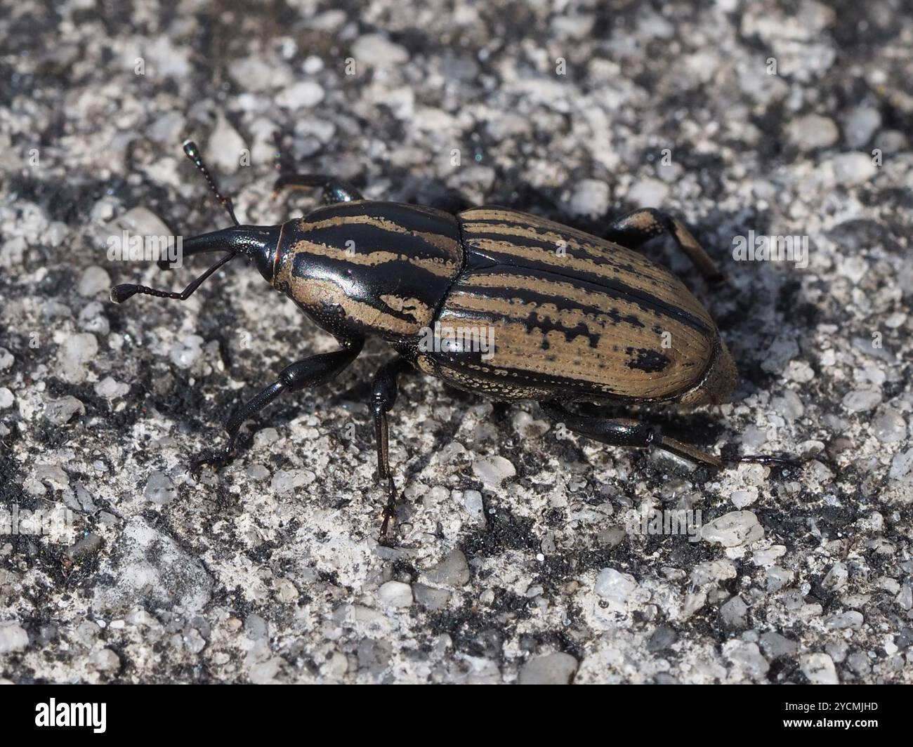 Tule Billbug (Sphenophorus australis) Insecta Stock Photo - Alamy