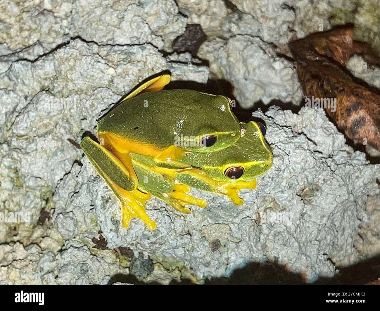 Graceful Tree Frog (Ranoidea gracilenta) Amphibia Stock Photo - Alamy