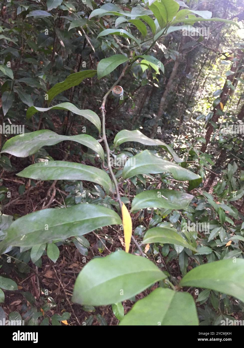 Eupomatia laurina hi-res stock photography and images - Alamy