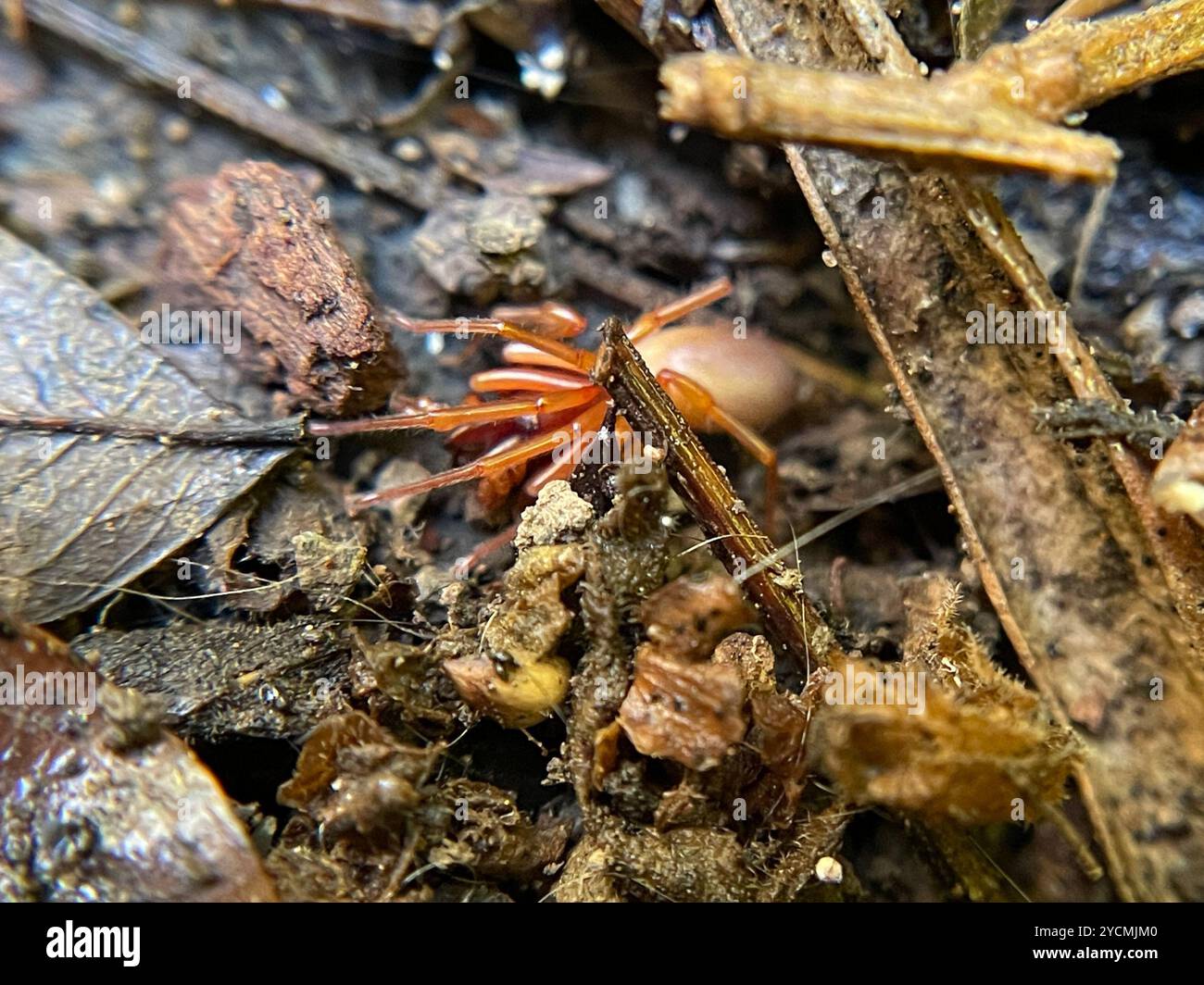 Woodlouse Spider (Dysdera crocata) Arachnida Stock Photo - Alamy