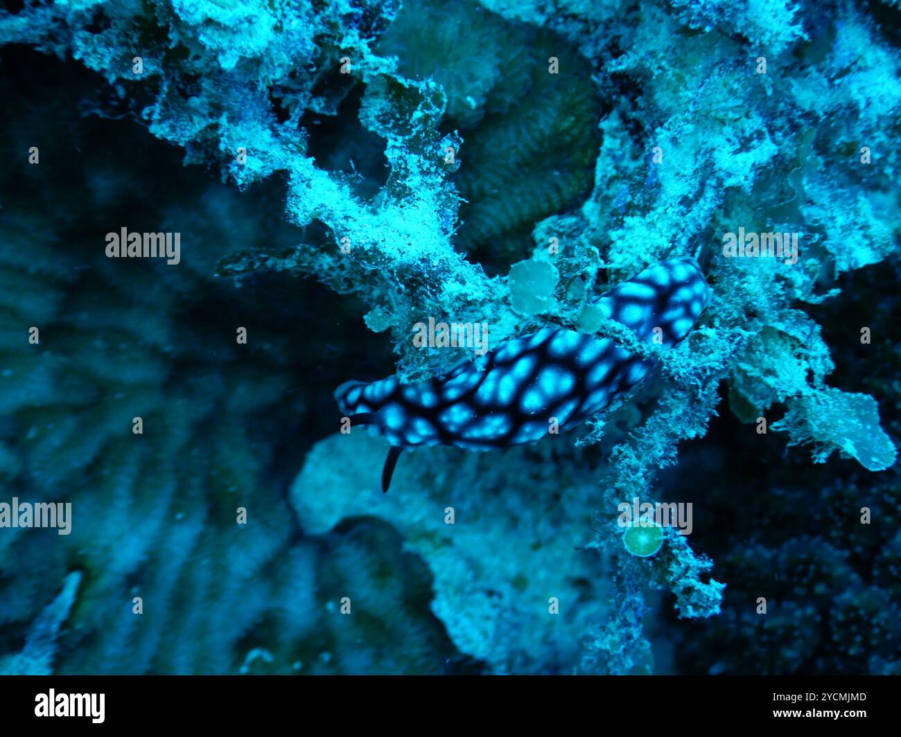 Pustulose Wart Slug (Phyllidiella pustulosa) Mollusca Stock Photo - Alamy