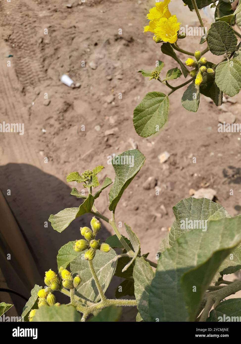 yellow geiger (Cordia lutea) Plantae Stock Photo - Alamy