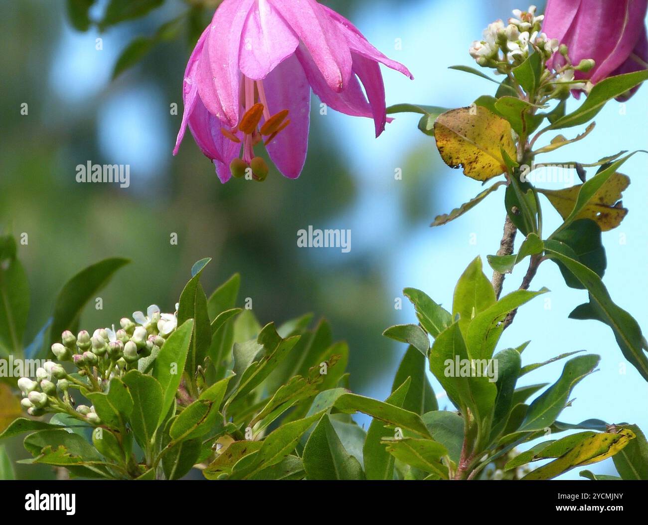 flowering plants (Angiospermae) Plantae Stock Photo - Alamy