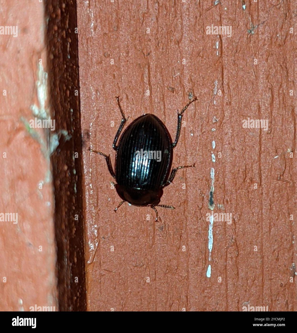 (Necrophilus hydrophiloides) Insecta Stock Photo - Alamy