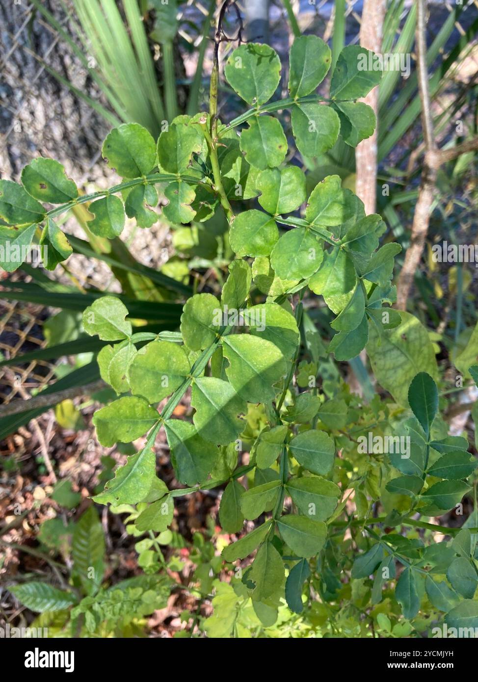 Lime Prickly-ash (Zanthoxylum fagara) Plantae Stock Photo - Alamy