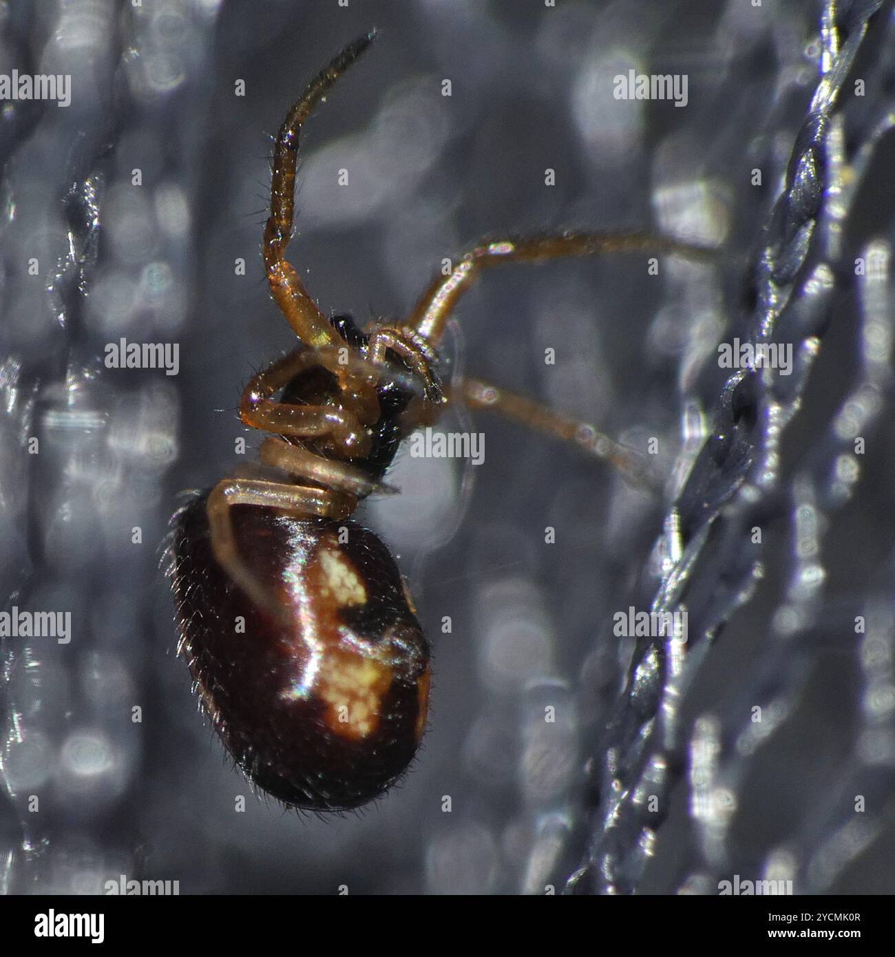 Stone-nest Spiders (Nemoscolus) Arachnida Stock Photo - Alamy
