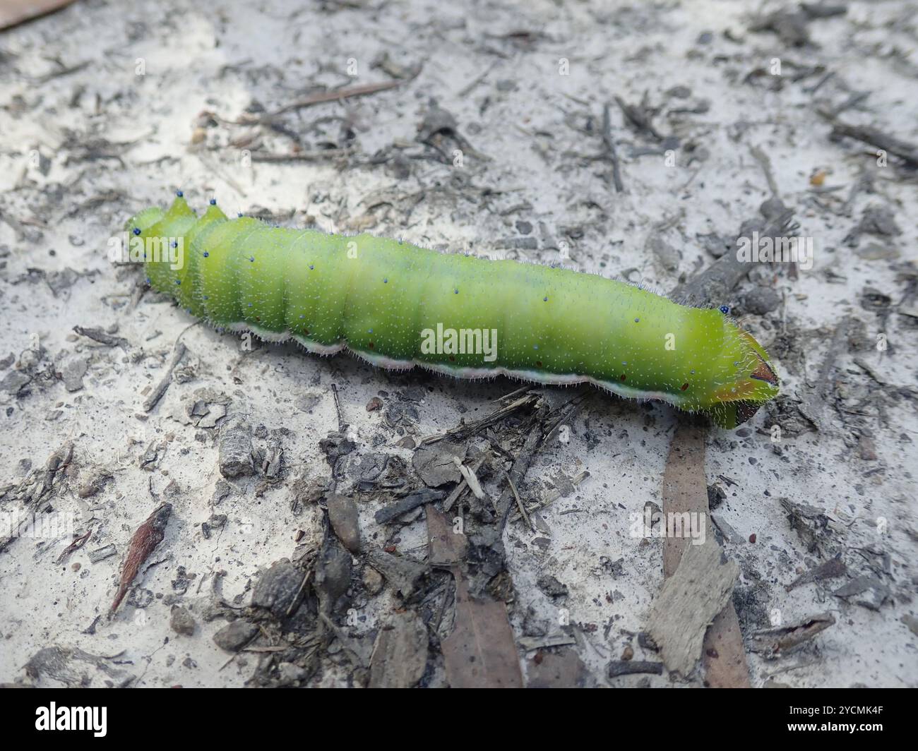 Helena Gum Moth (Opodiphthera helena) Insecta Stock Photo - Alamy