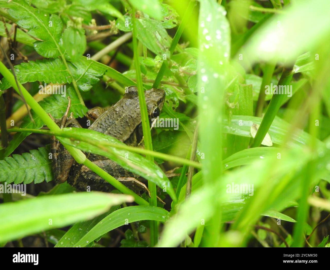 Olive Frog (Nidirana adenopleura) Amphibia Stock Photo - Alamy