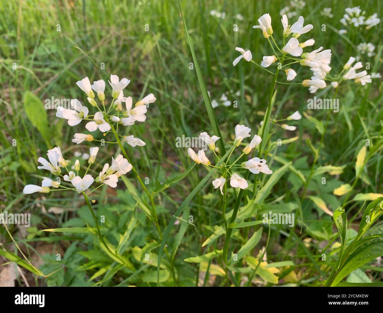 bulbous cress (Cardamine bulbosa) Plantae Stock Photo - Alamy