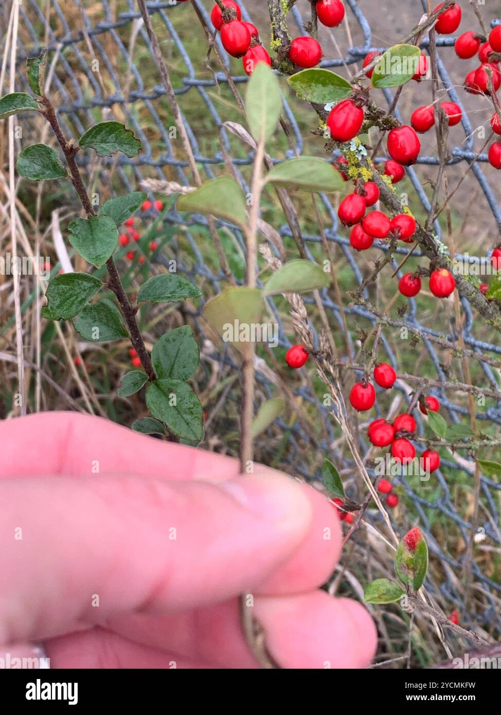 Cotoneaster simonsii hi-res stock photography and images - Alamy