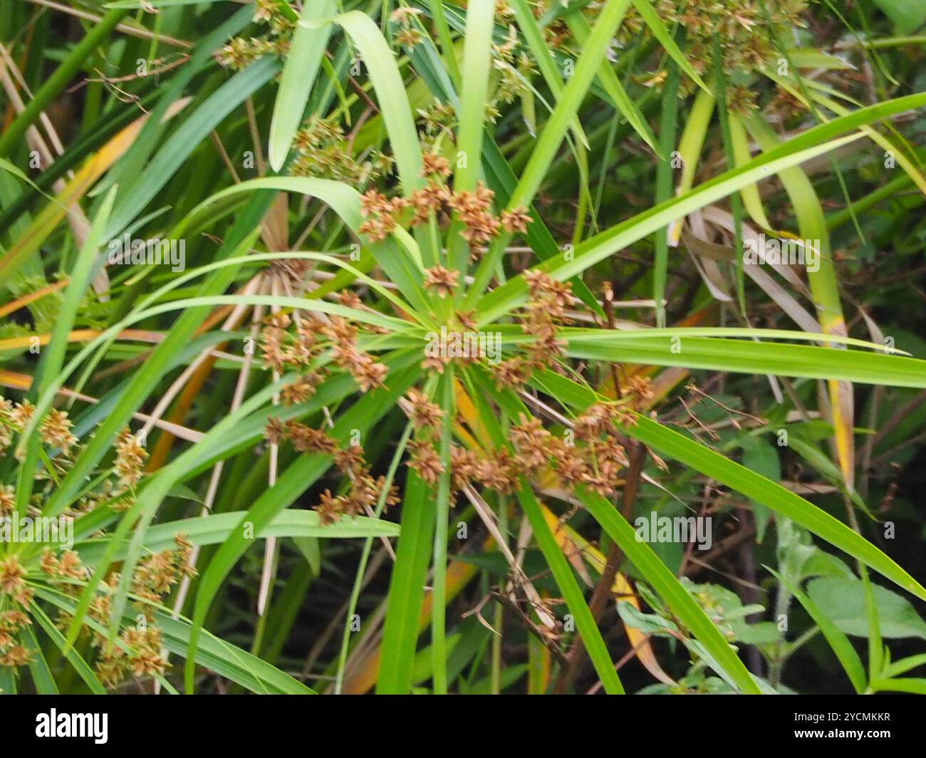 Umbrella papyrus (Cyperus alternifolius flabelliformis) Plantae Stock ...
