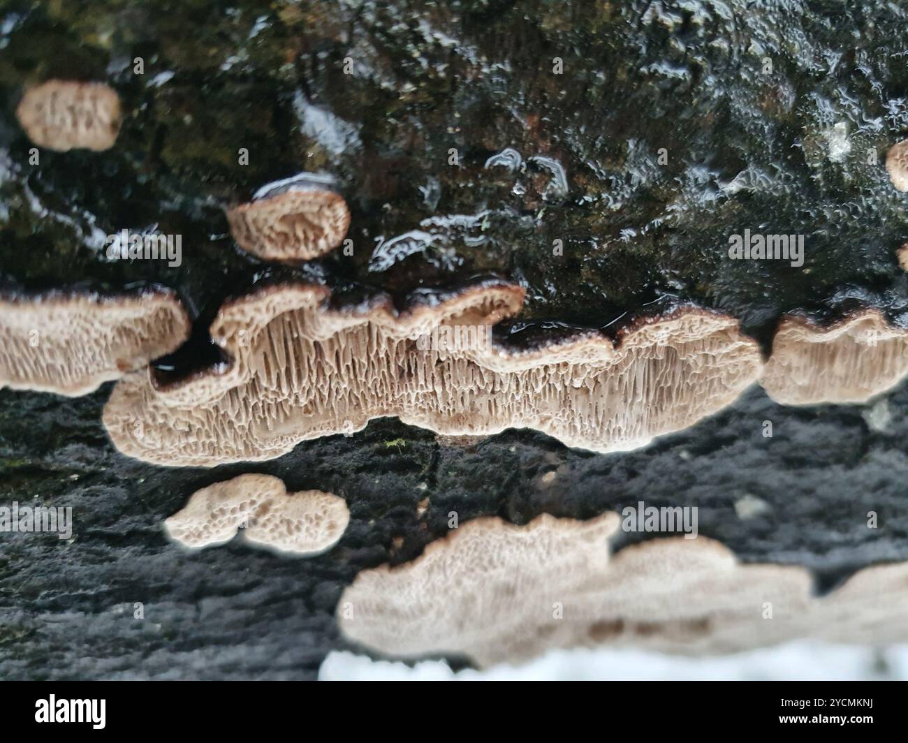 Common Mazegill (Datronia mollis) Fungi Stock Photo - Alamy