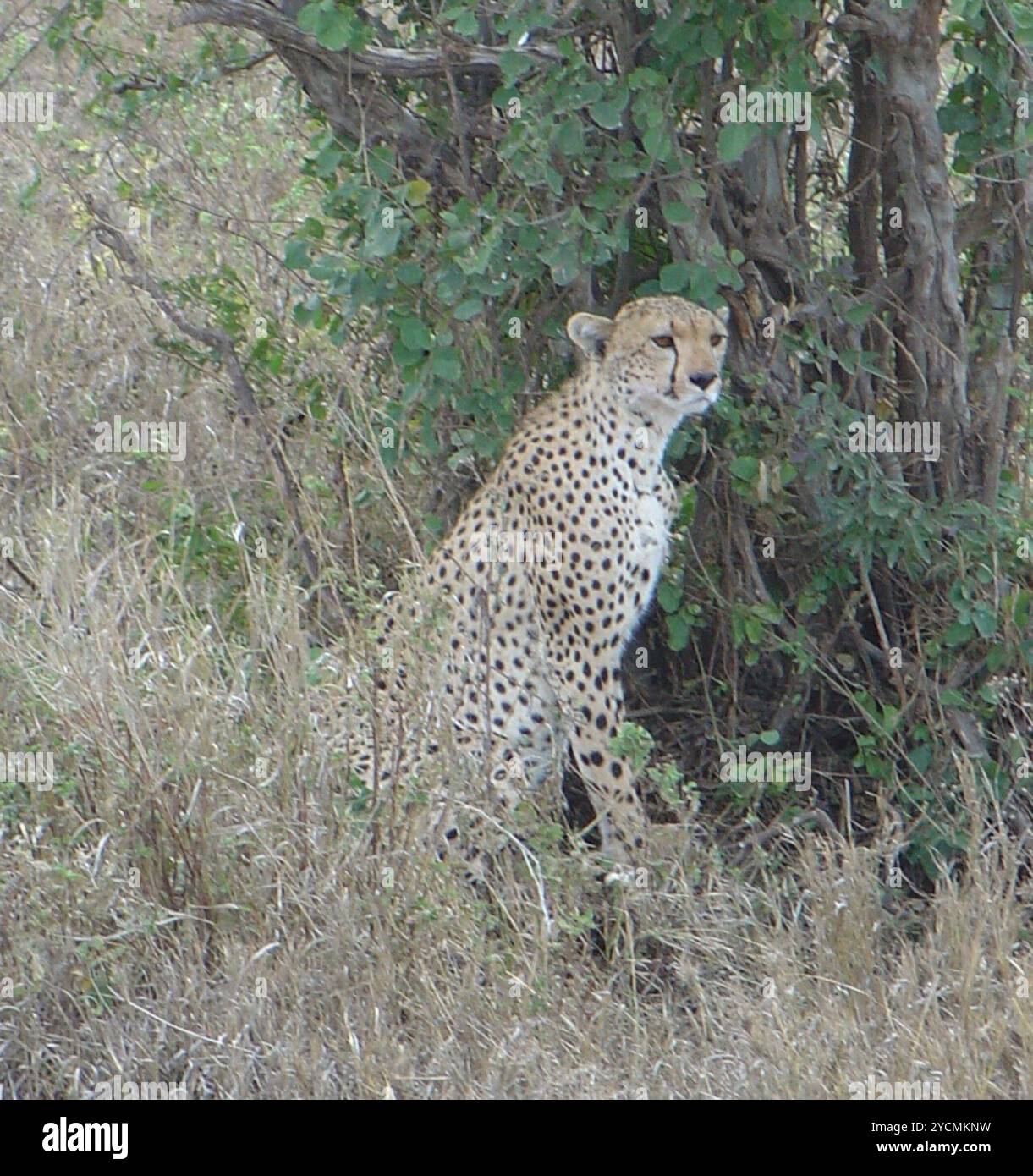 Southern and Eastern African Cheetah (Acinonyx jubatus jubatus ...