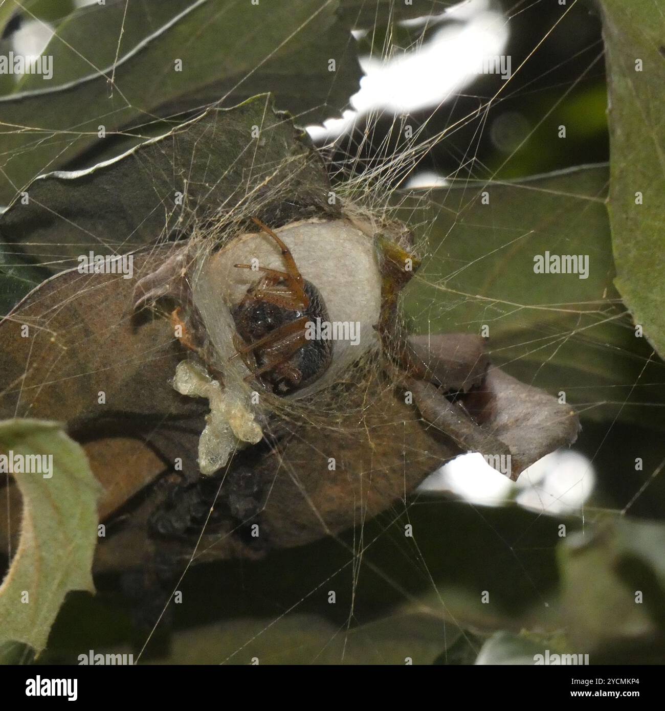 Nephilingis cruentata hi-res stock photography and images - Alamy
