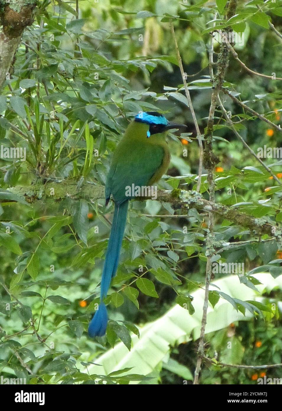 Andean motmot momotus aequatorialis hi-res stock photography and images ...