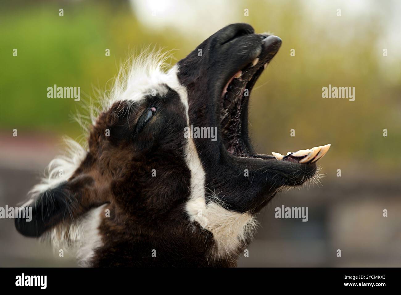 A close-up of a yawning lama, showing its open mouth and teeth ...