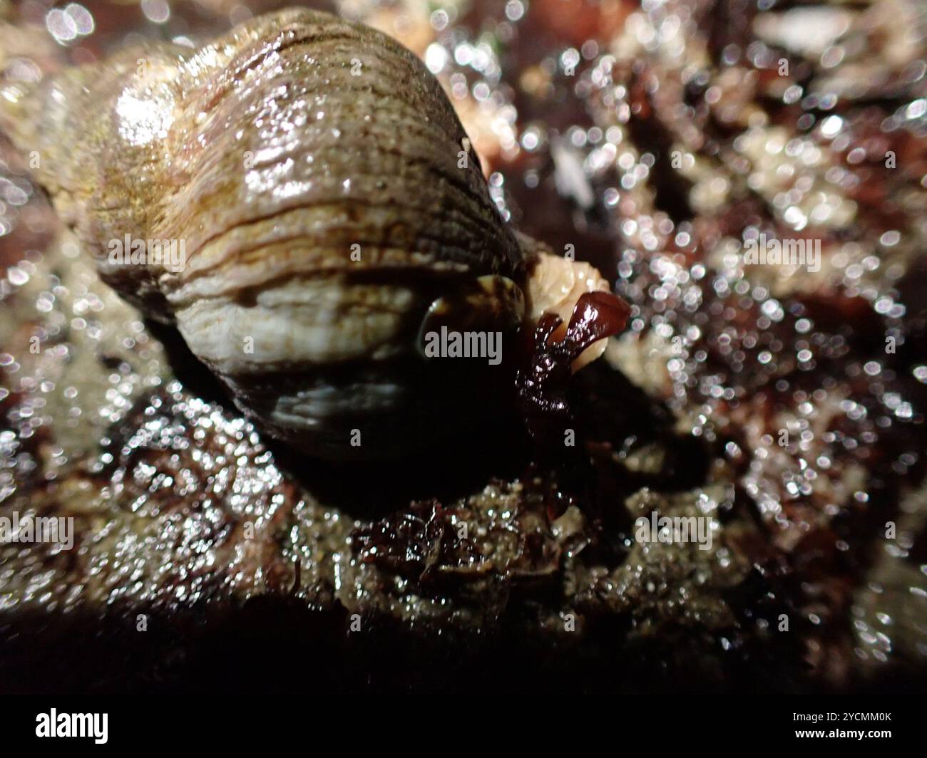 Frilled Dogwinkle (Nucella lamellosa) Mollusca Stock Photo - Alamy